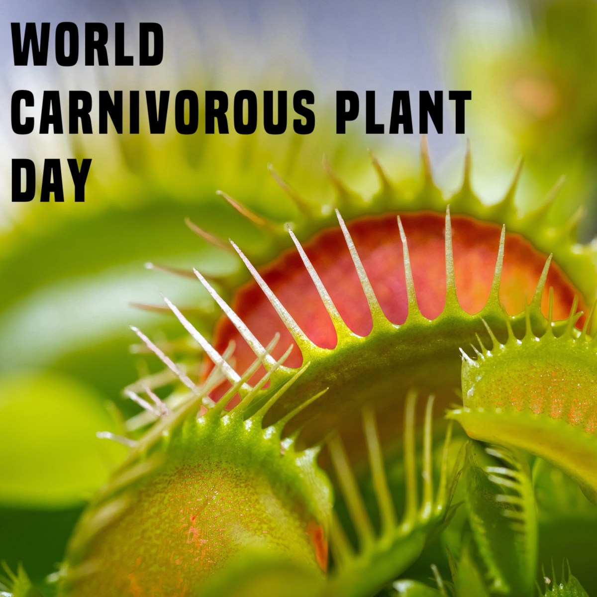 World Carnivorous Plant Day 2024 – Running In My Head