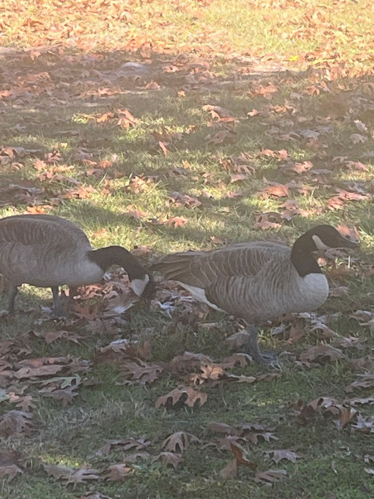 Silly Goose? – Running In My Head